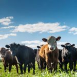 An Insight into the Best Heritage Cattle Breeds: Discovering the Finest ...