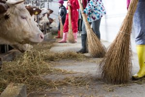 Essential Cattle Handling Safety: Tips and Precautions for Secure ...