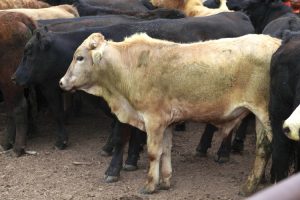 Lice Prevention and Treatment Options for Cattle - Cattle Daily