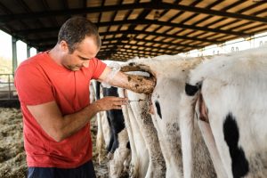 Optimizing Reproductive Management in a Cow Herd