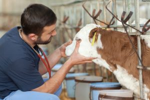 Copper Deficiency in Cattle: Symptoms, Causes, and Supplementation