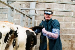 Optimizing Reproductive Management in a Cow Herd