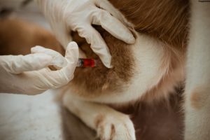 Copper Deficiency in Cattle: Symptoms, Causes, and Supplementation