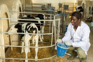 Newborn Calf Care: Essential Guide for Healthy Development