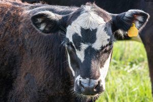Copper Deficiency in Cattle: Symptoms, Causes, and Supplementation