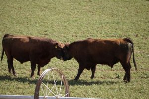 Cattle Aggression and Dominance: Understanding Herd Behavior