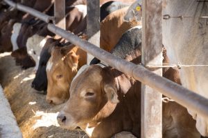 Mastering Low Stress Cattle Training for Enhanced Productivity and Well ...