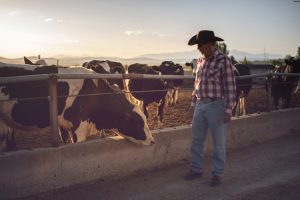 Cattle Bloat Prevention: Expert Guide for Ranchers & Farmers