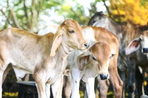 Small Beef Cattle Breeds: Top 5 Compact Bovines for Efficient Farming