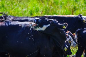 Comprehensive Fly Control for Cattle Farms