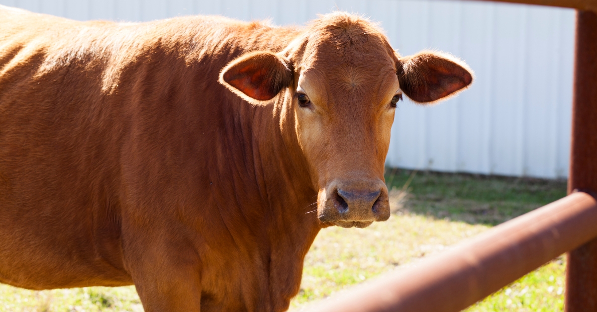 Cattle - Cattle Daily