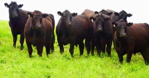 Cattle - Cattle Daily