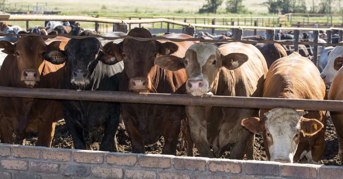 Cattle - Cattle Daily