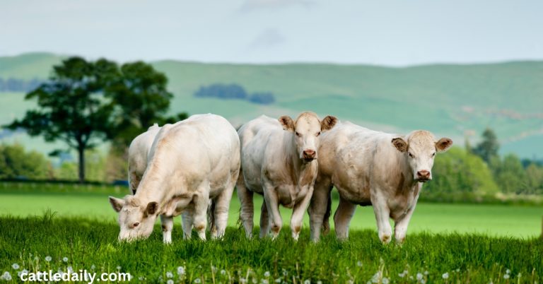 Cattle - Cattle Daily