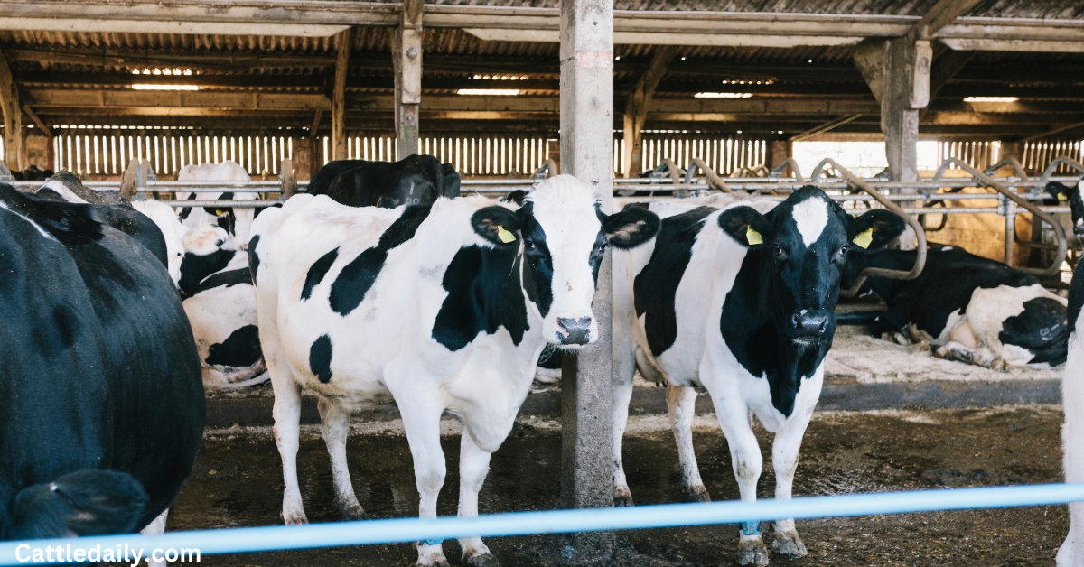 Cattle - Cattle Daily