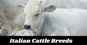 The Diverse World of Italian Cattle Breeds