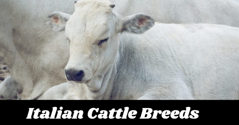 The Diverse World of Italian Cattle Breeds