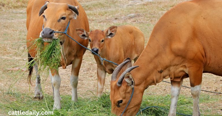 Cattle - Cattle Daily