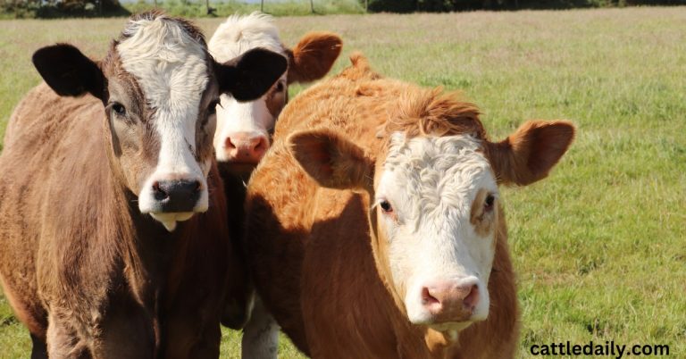 Cattle - Cattle Daily