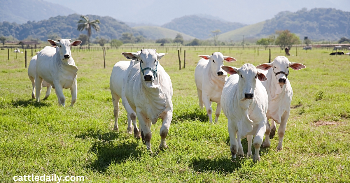 Cattle - Cattle Daily