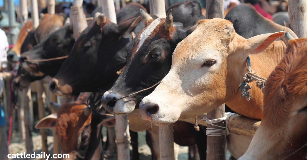 Cattle - Cattle Daily