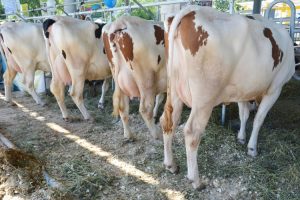 Comprehensive Guide to Mastitis Management in Dairy Cattle
