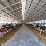 Beef Cattle Health Care: Essential Practices for Every Ranch - Cattle Daily