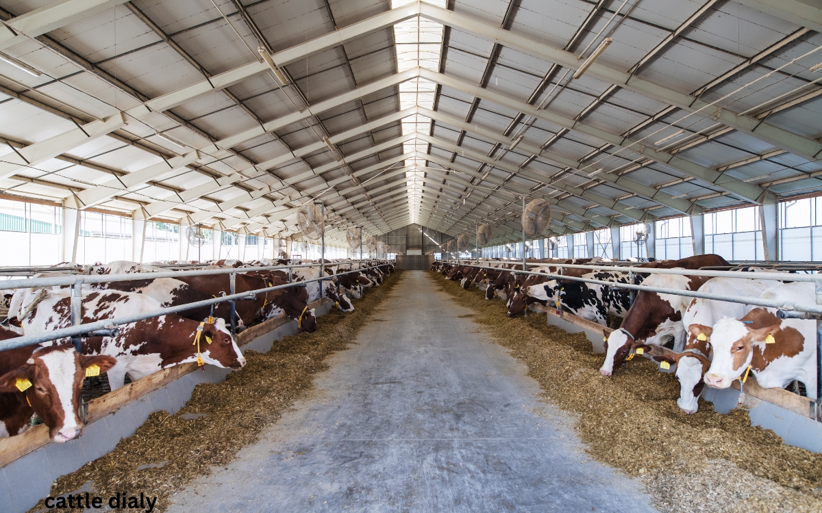 Do Cattle Farms Smell? Managing Odor in Cattle Operations - Cattle Daily