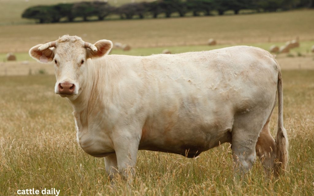Complete Guide to Popular Cattle Breeds: Characteristics and Use ...