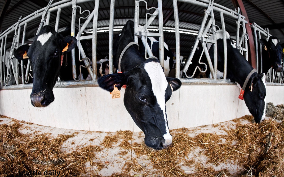 Indigenous vs Exotic Cattle Breeds: Making the Right Choice - Cattle Daily