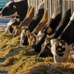 How Cattle Farmers Actually Make Money: 7 Revenue Streams - Cattle Daily
