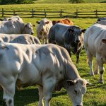 Cattle breeds Simmental - Cattle Daily
