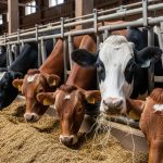 Meat cattle breeds - Cattle Daily