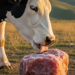 The Top 8 Best Cattle Breeds for Meat Production - Cattle Daily