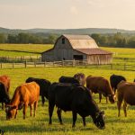 Cattle ranching in hawaii - Cattle Daily