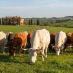 Cattle Farming as an Investment: Is It Right for You? - Cattle Daily