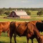 The Diverse World of Italian Cattle Breeds