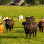 Cattle Breeding 101: Complete Beginner's Guide - Cattle Daily