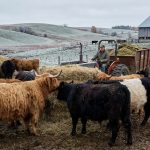 Horned vs Polled Cattle Breeds: Which is Right for Your Farm? - Cattle ...