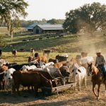 Continental Beef Cattle Breeds: Growth, Muscling & Efficiency