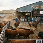 Common Cattle Diseases and Treatments - Cattle Daily