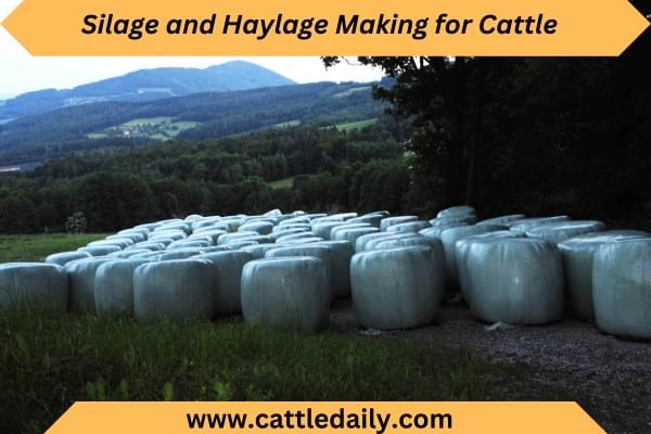 Silage and Haylage Making for Cattle - Cattle Daily