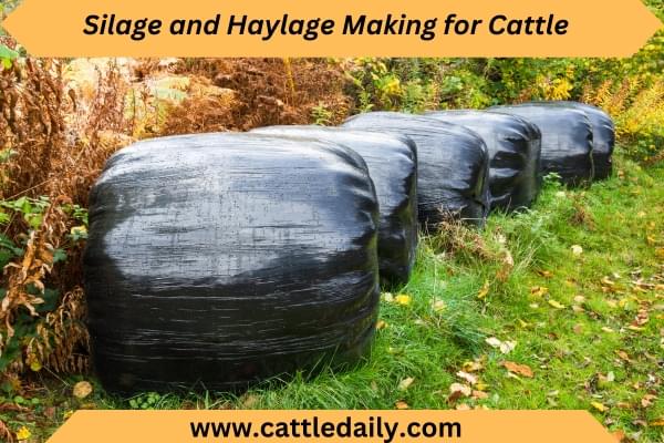 Silage and Haylage Making for Cattle - Cattle Daily