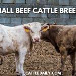 Cattle - Cattle Daily