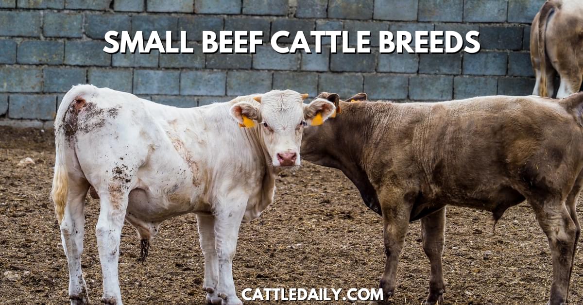 Small Beef Cattle Breeds: Top 5 Compact Bovines for Efficient Farming
