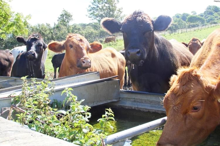 Water Requirements for Beef Cattle: A Comprehensive Guide for Optimal ...