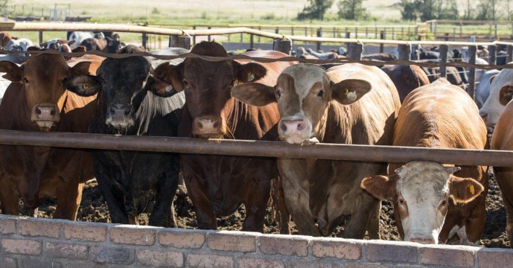 Cattle - Cattle Daily