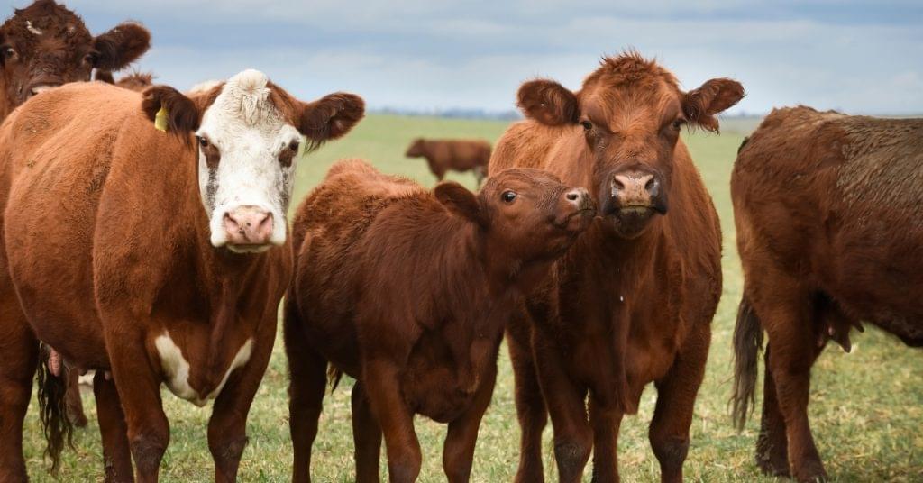 Cattle - Cattle Daily