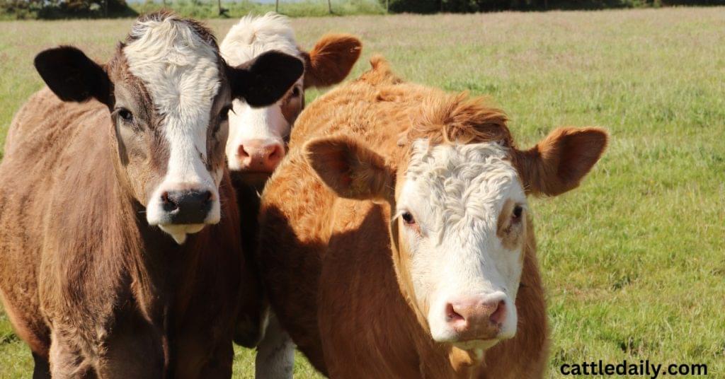 Cattle - Cattle Daily