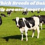 Cattle - Cattle Daily